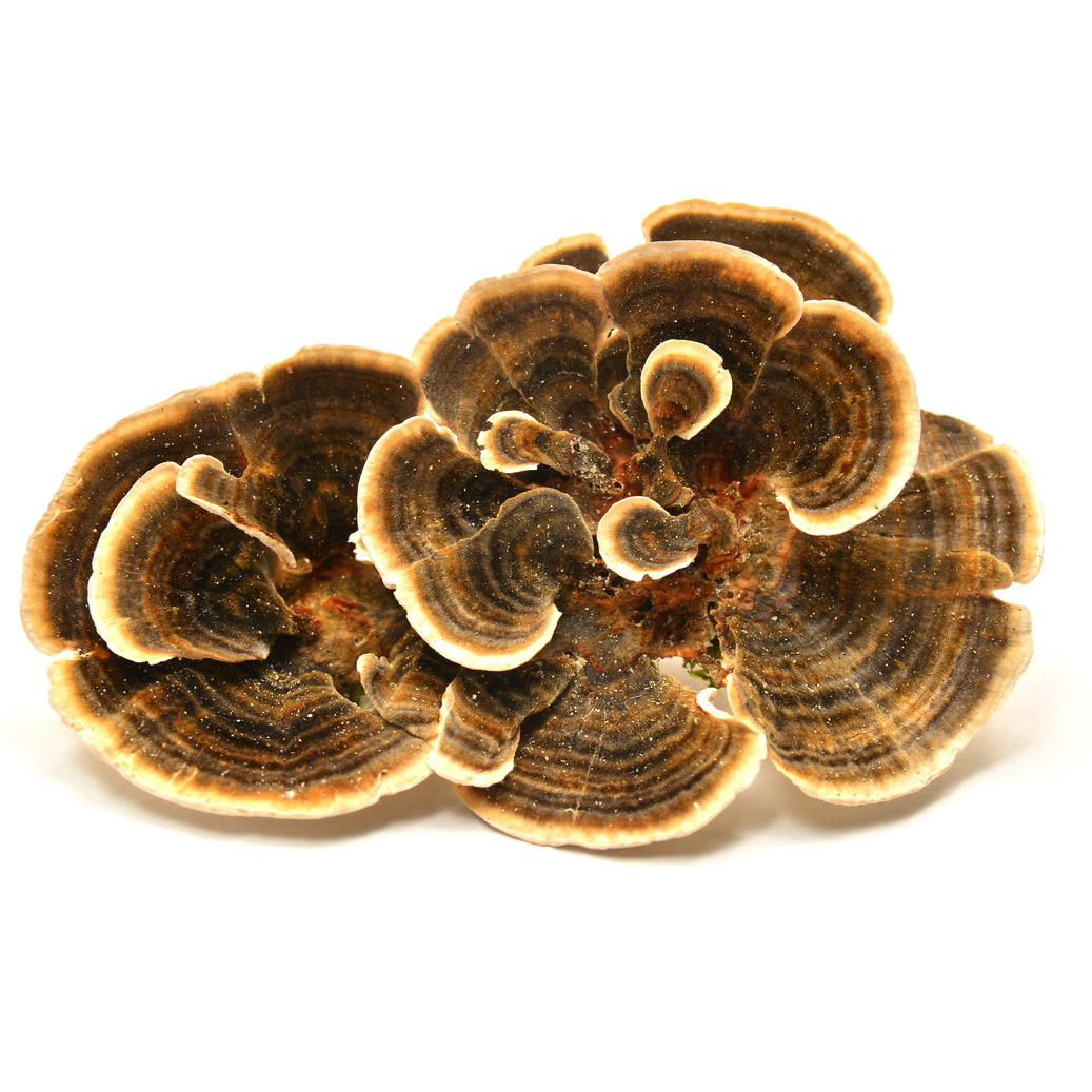 Turkey Tail Extract, Powder, Capsules